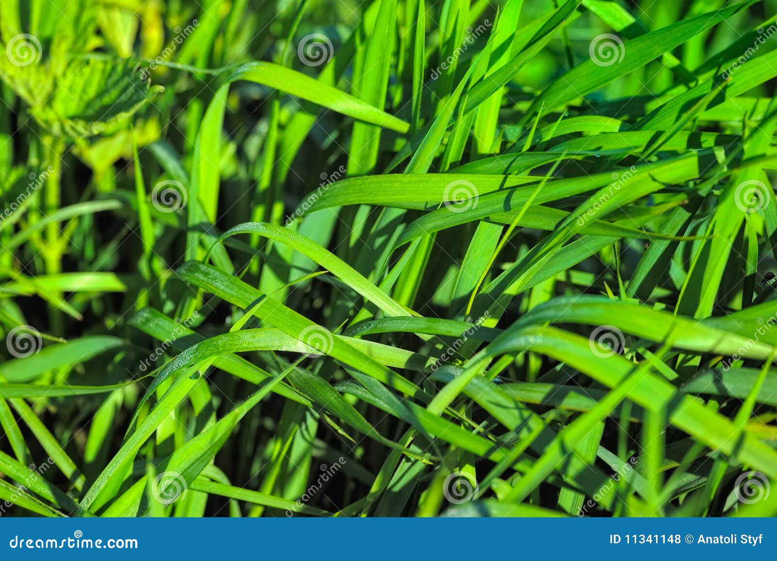 Dense grass stock photo. Image of field, purity, green - 11341148
