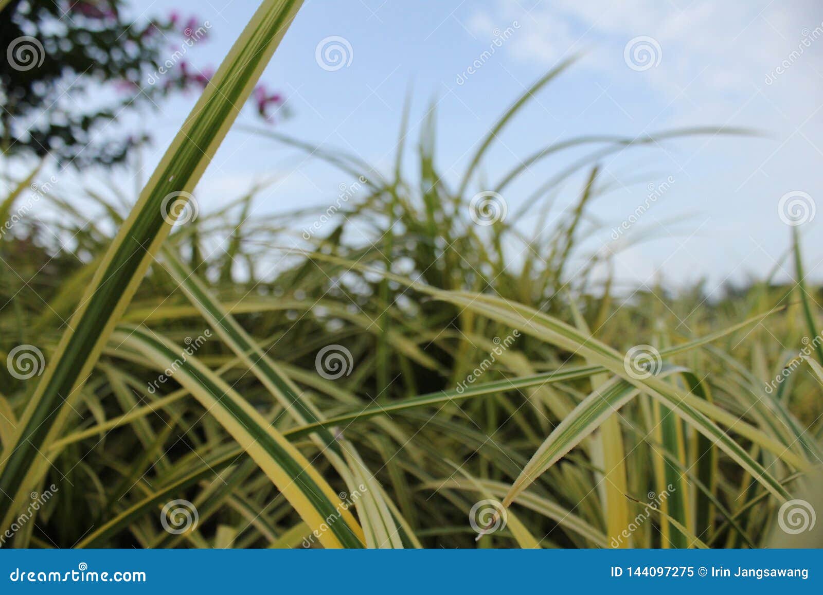Dense grasses stock image. Image of green, grasses, reeds - 144097275