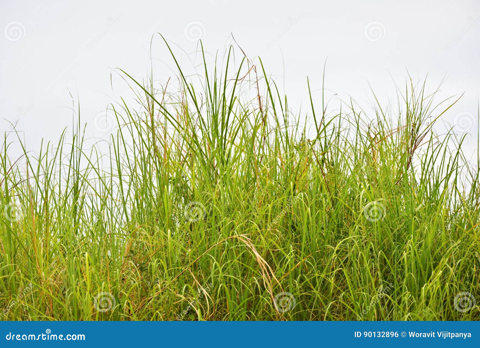 Dense grasses stock photo. Image of morning, closeup - 90132896