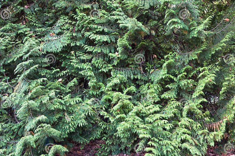 The dense green bush stock image. Image of vegetation - 80432335