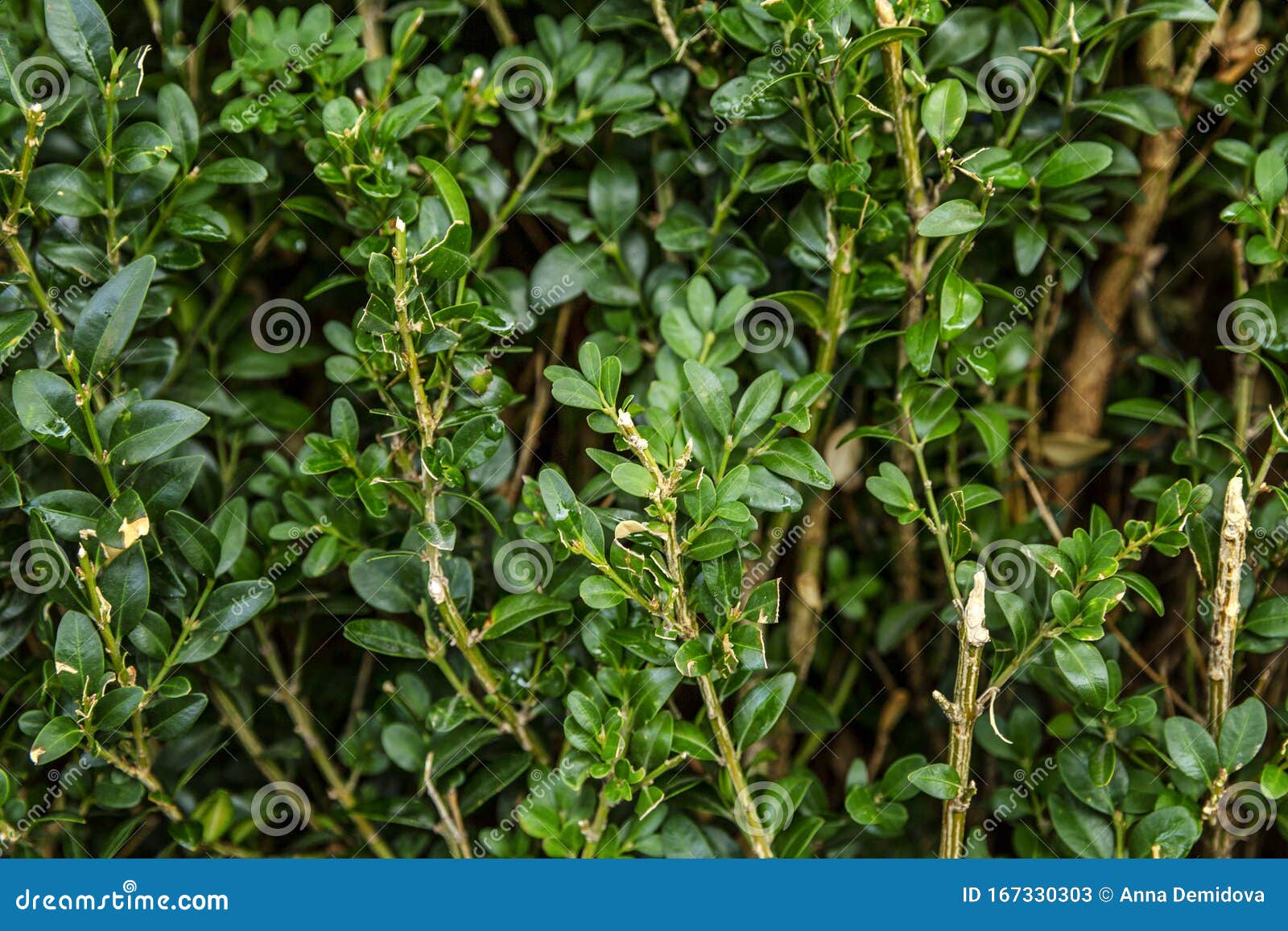 Dense Green Foliage of a Green Shrub. Background Stock Image - Image of ...