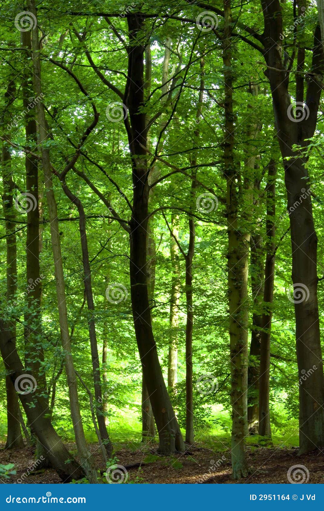Dense green forest stock photo. Image of leafy, lushes - 2951164