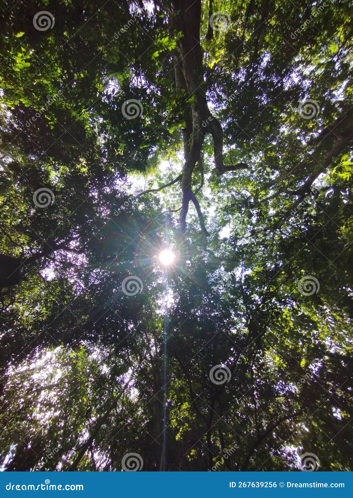 Dense Green Forest with Beautiful Natural Beauty Stock Photo - Image of ...