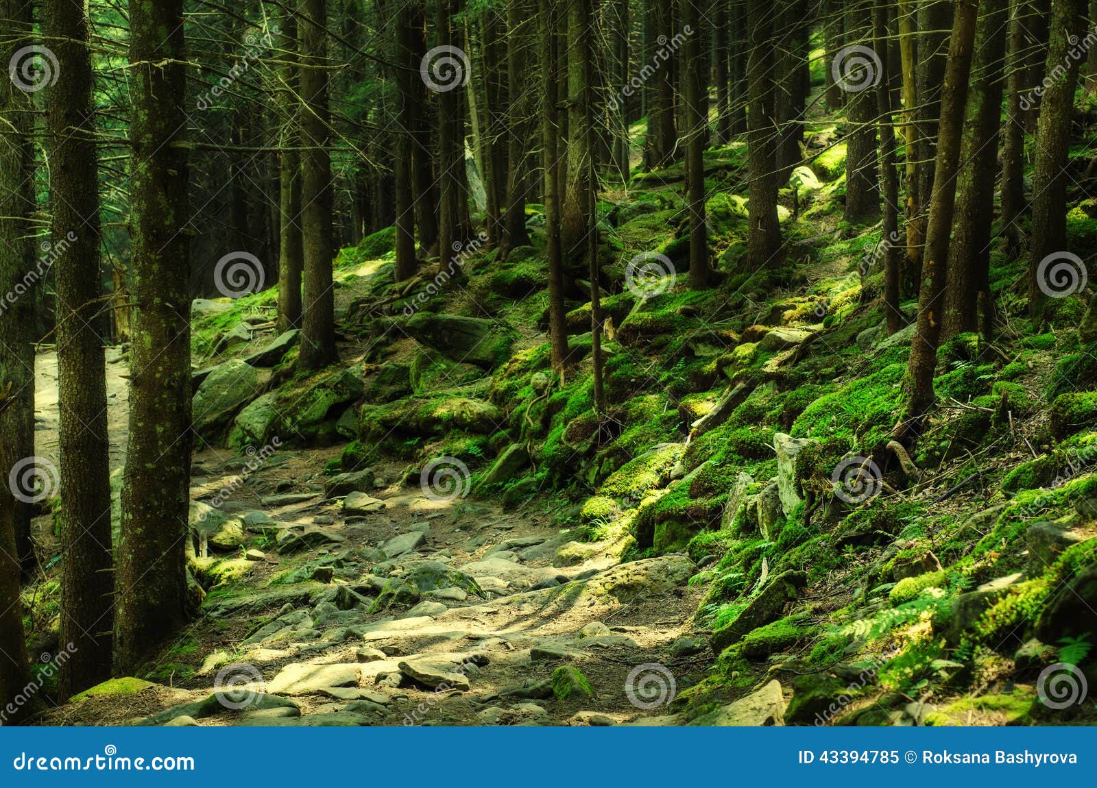 Dense green forest stock image. Image of plants, dense - 43394785