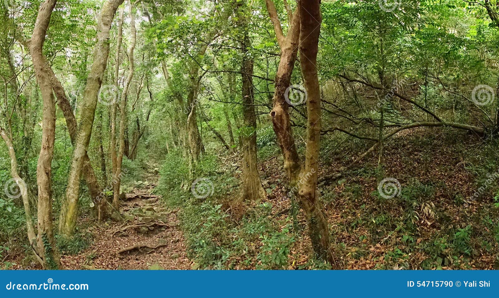 Dense Green Forest with a Rugged Trail Stock Photo - Image of ...