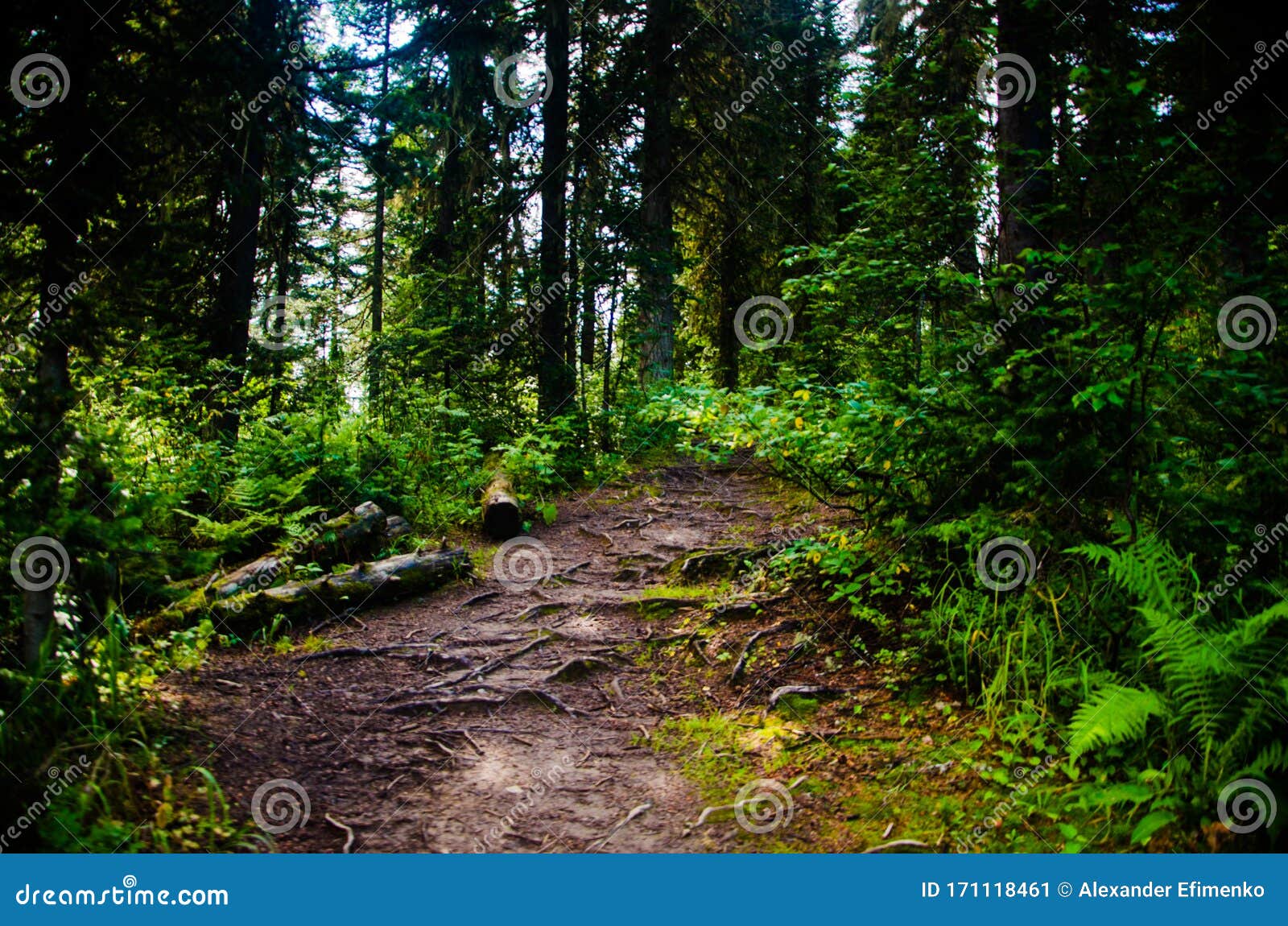 Dense Green Forest. Summer Winding Path between the Trees Stock Image ...
