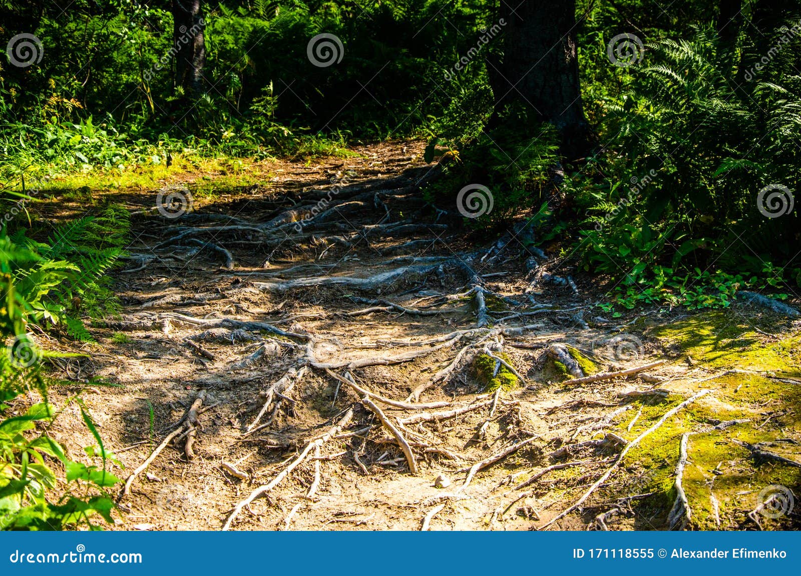 Dense Green Forest. Summer Winding Path between the Trees Stock Image ...