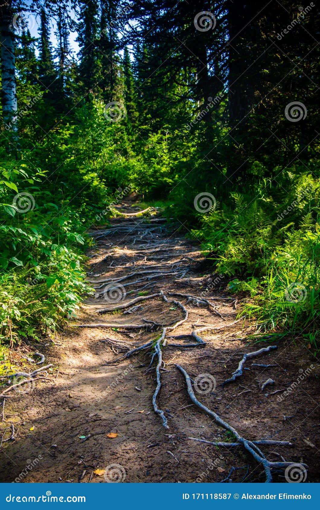 Dense Green Forest. Summer Winding Path between the Trees Stock Image ...