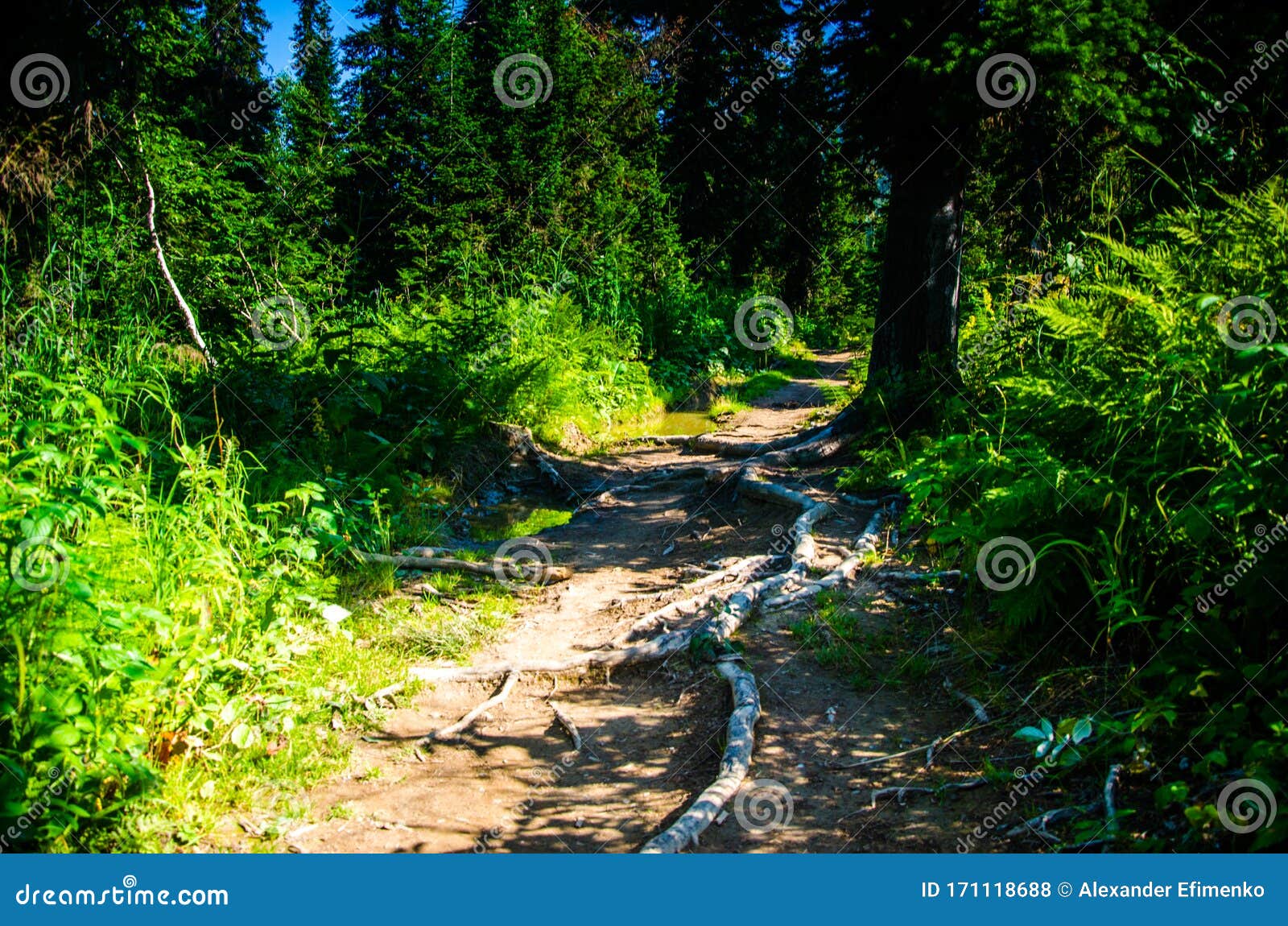Dense Green Forest. Summer Winding Path between the Trees Stock Photo ...
