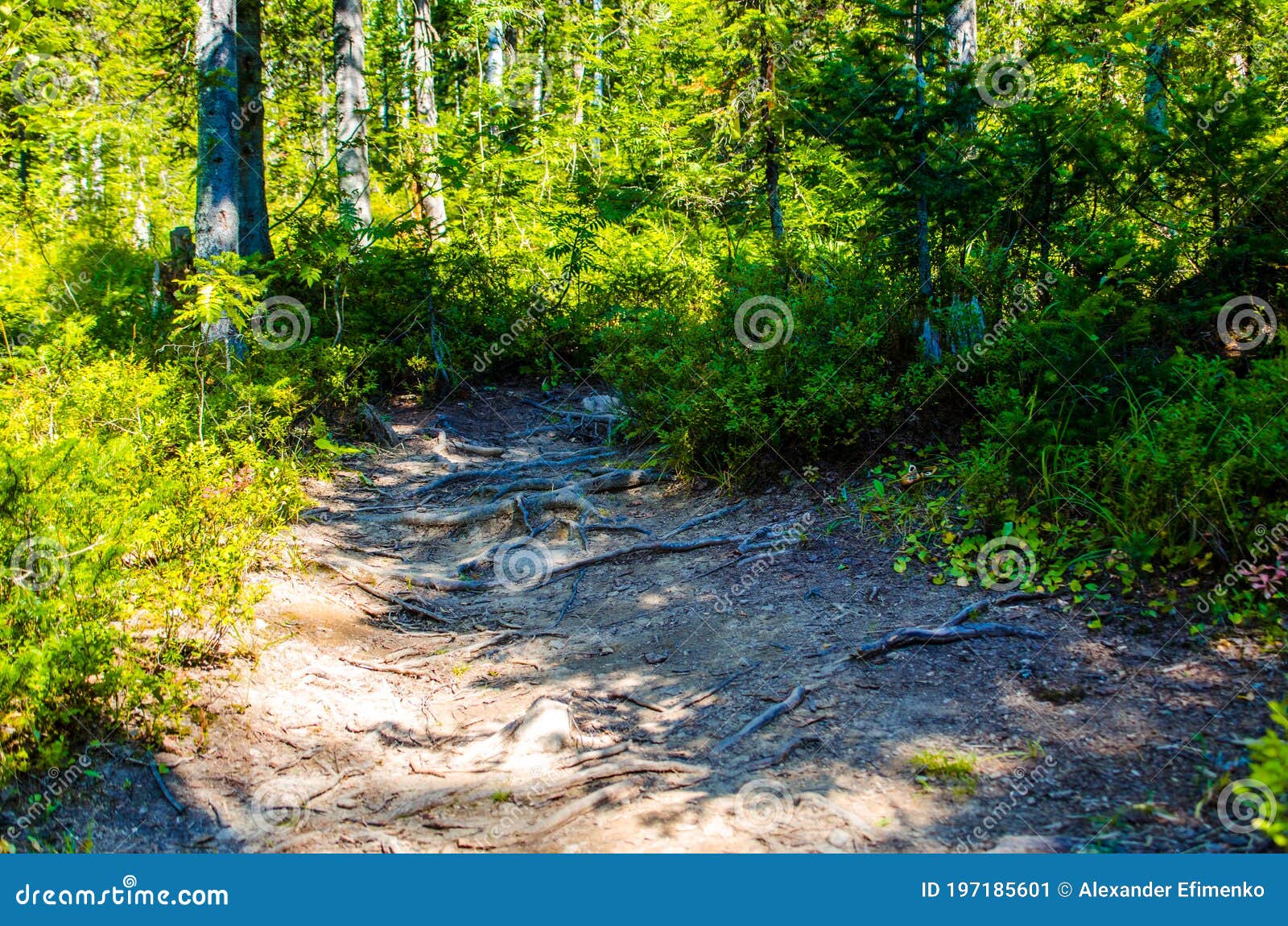 Dense Green Forest. Summer Winding Path between the Trees Stock Image ...