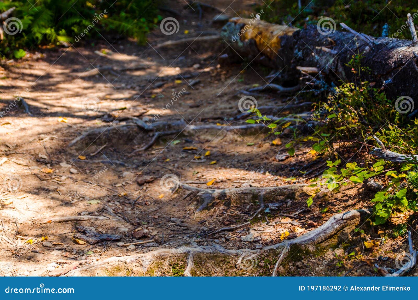 Dense Green Forest. Summer Winding Path between the Trees Stock Photo ...