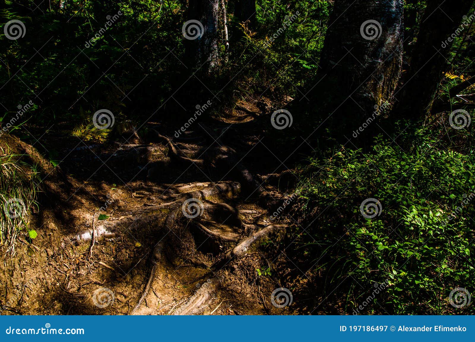 Dense Green Forest. Summer Winding Path between the Trees Stock Image ...