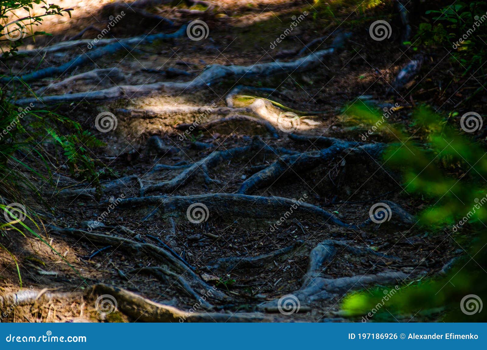 Dense Green Forest. Summer Winding Path between the Trees Stock Photo ...