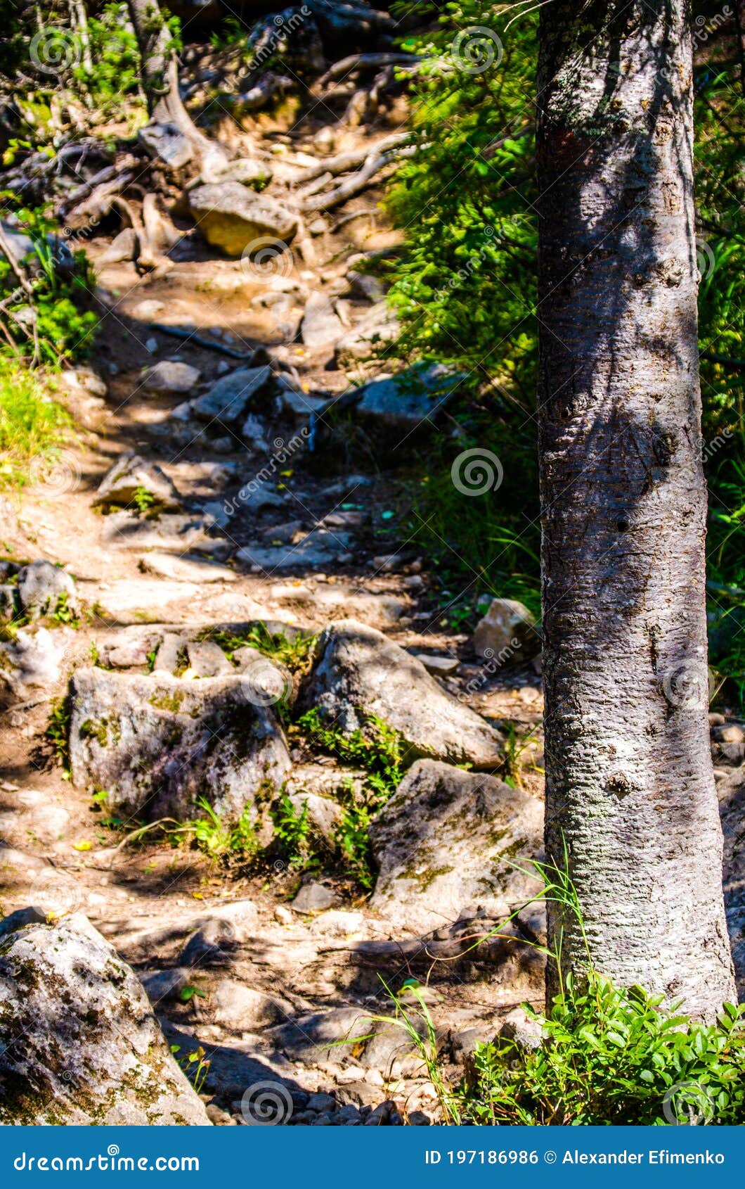 Dense Green Forest. Summer Winding Path between the Trees Stock Photo ...