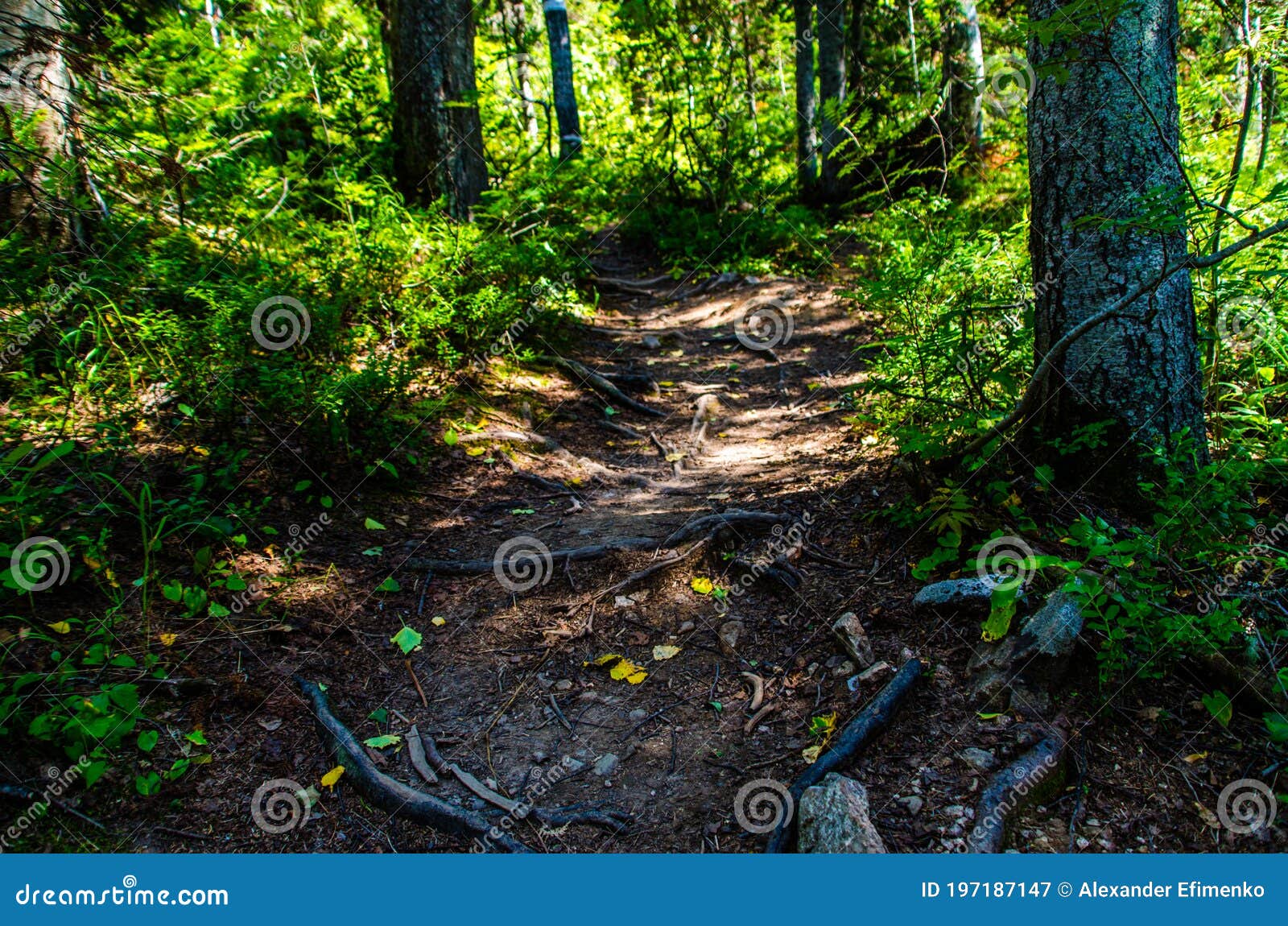 Dense Green Forest. Summer Winding Path between the Trees Stock Image ...