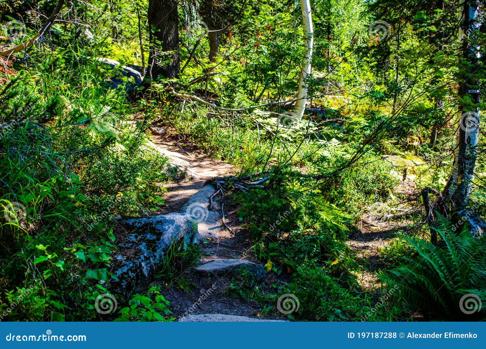 Dense Green Forest. Summer Winding Path between the Trees Stock Photo ...
