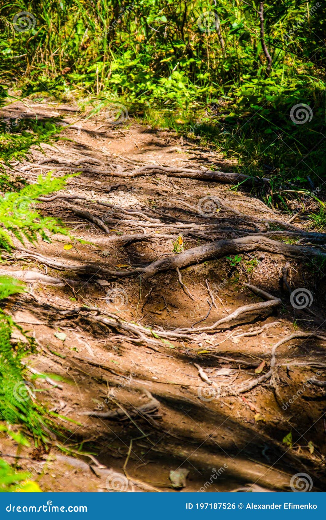 Dense Green Forest. Summer Winding Path between the Trees Stock Photo ...