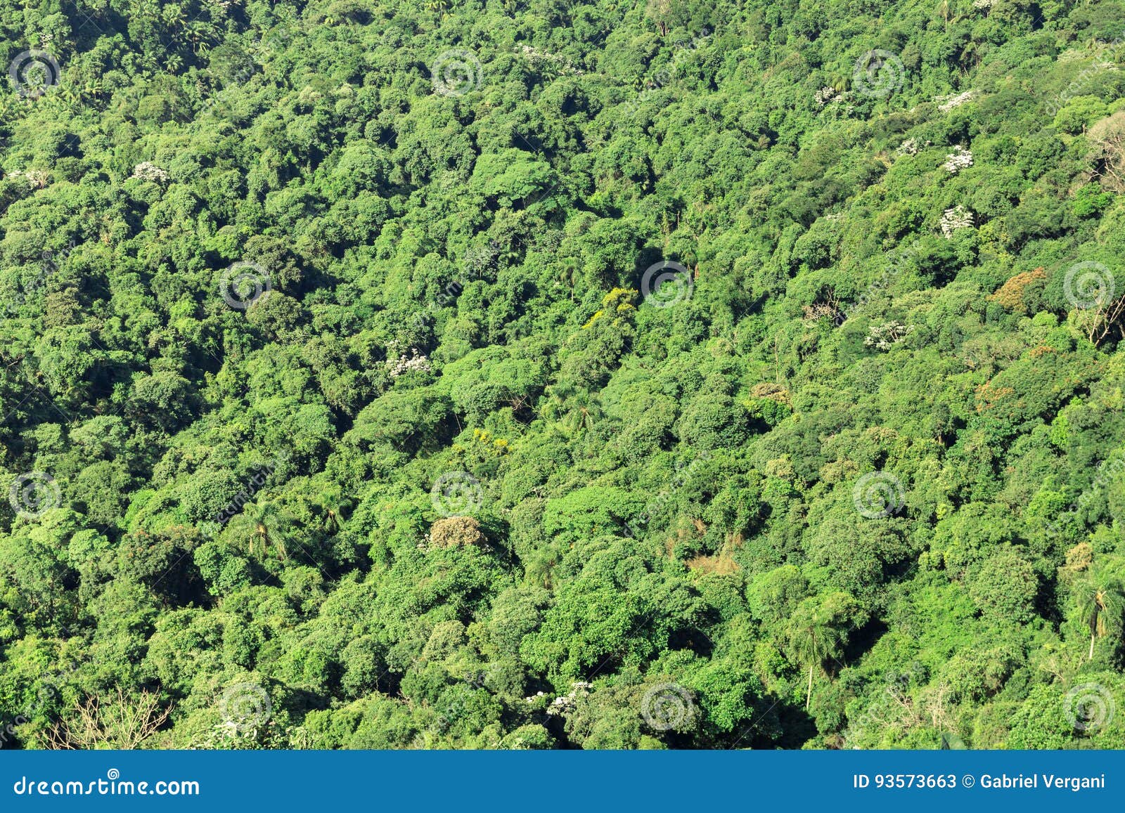 Dense Green Forest, Thousands of Trees. Stock Image - Image of outdoors ...