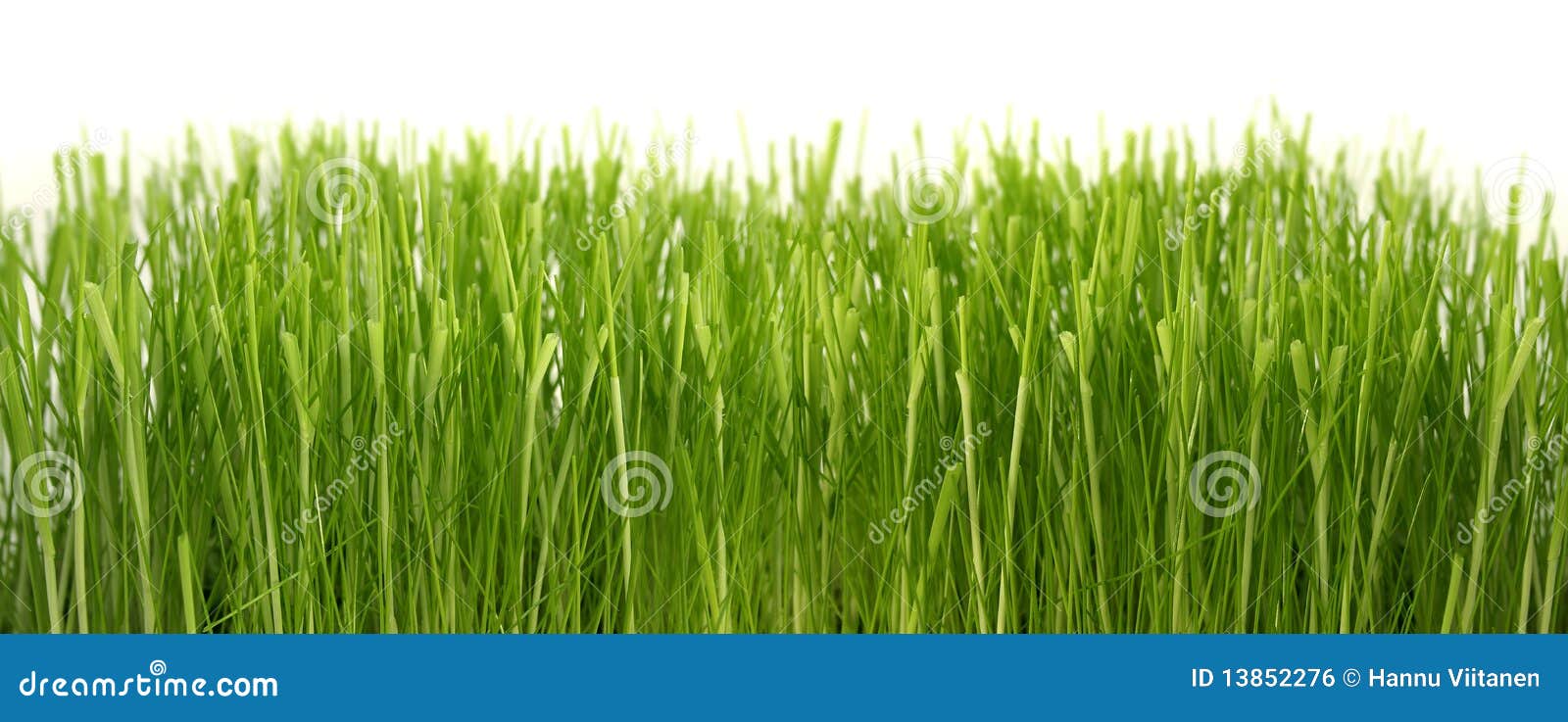 Dense green grass stock photo. Image of growth, meadow - 13852276