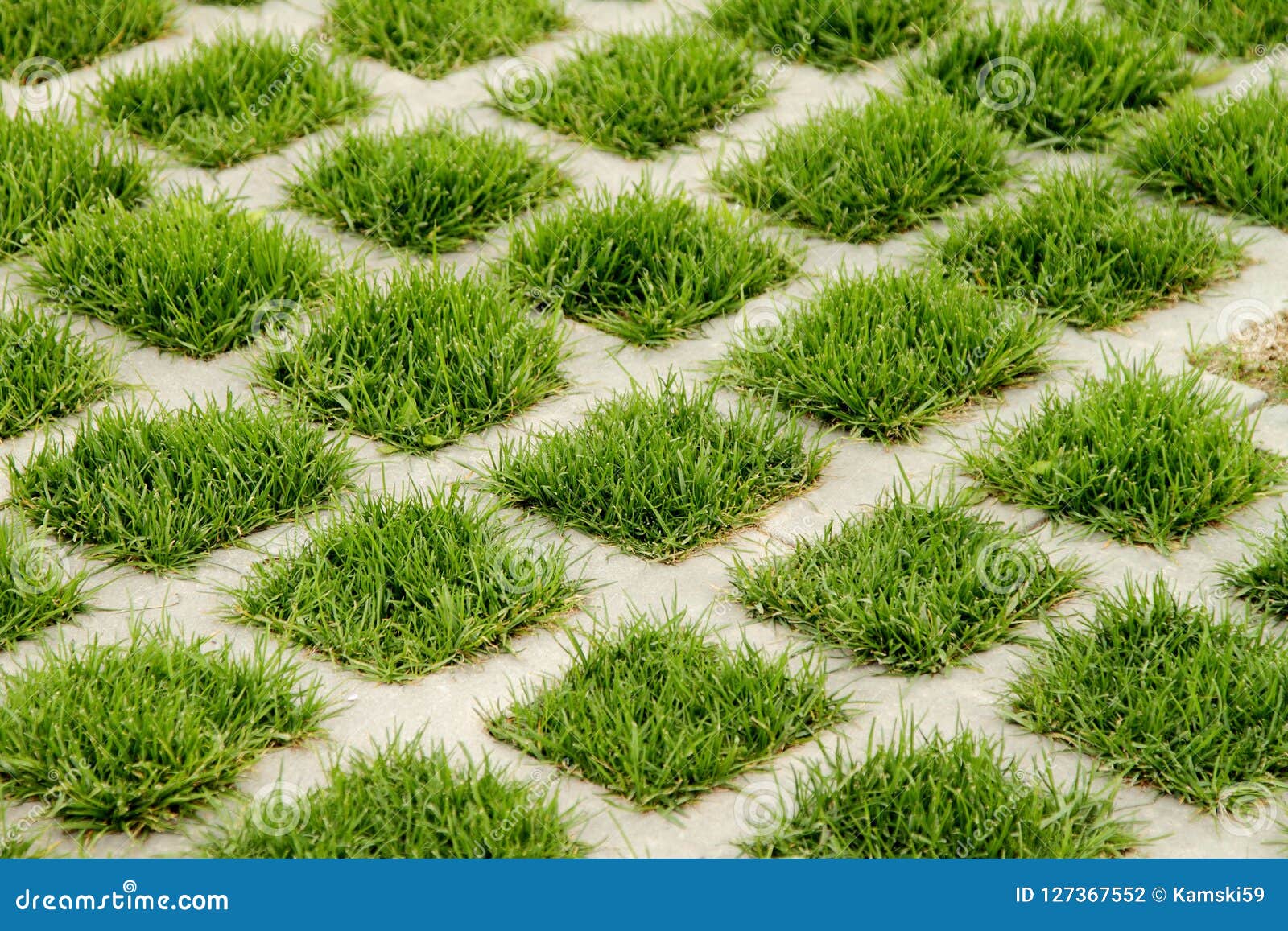 Dense green grass. stock photo. Image of abstract, pattern - 127367552