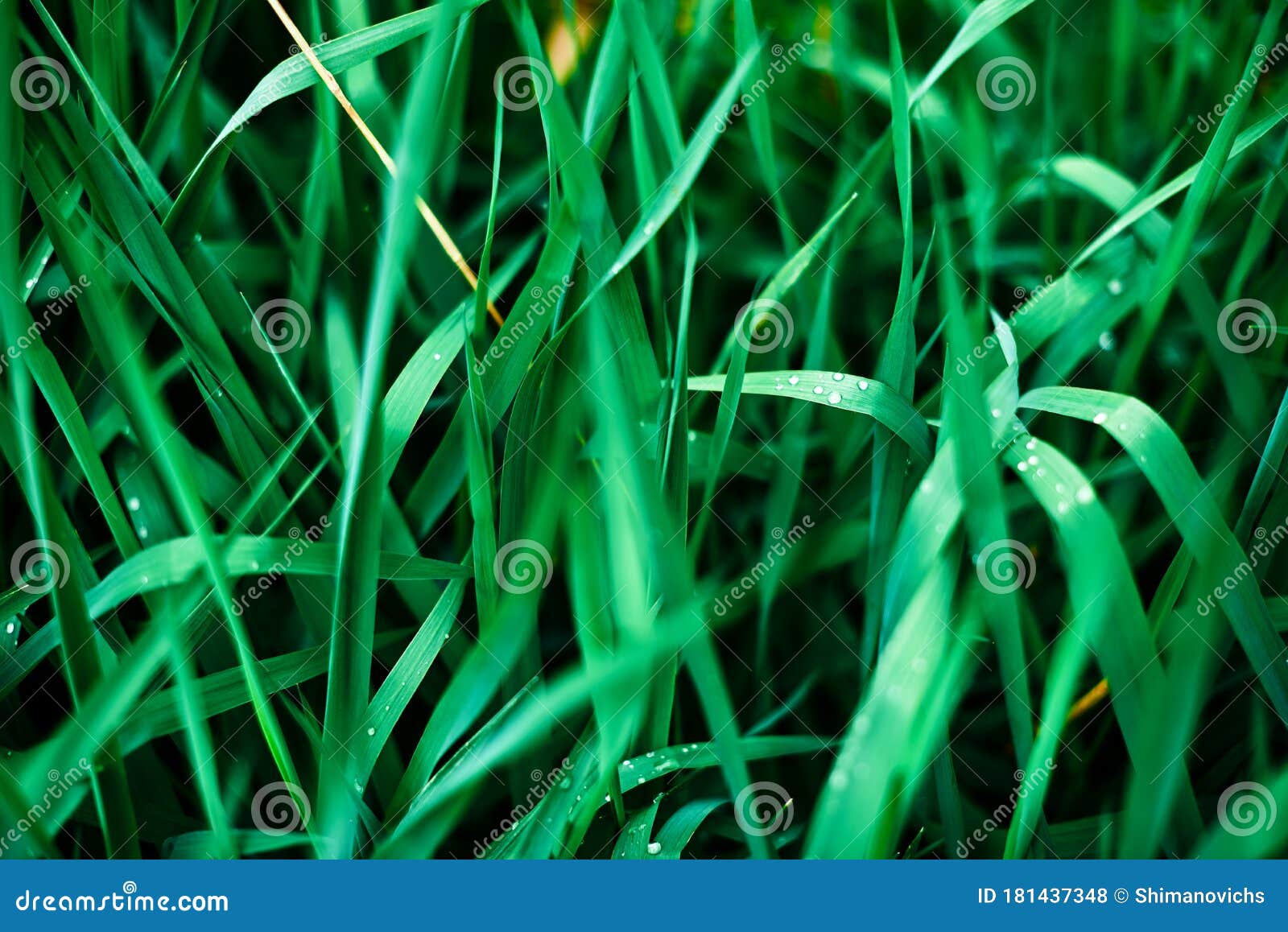 Dense Green Grass with Raindrops Close Up. Natural Background Stock ...