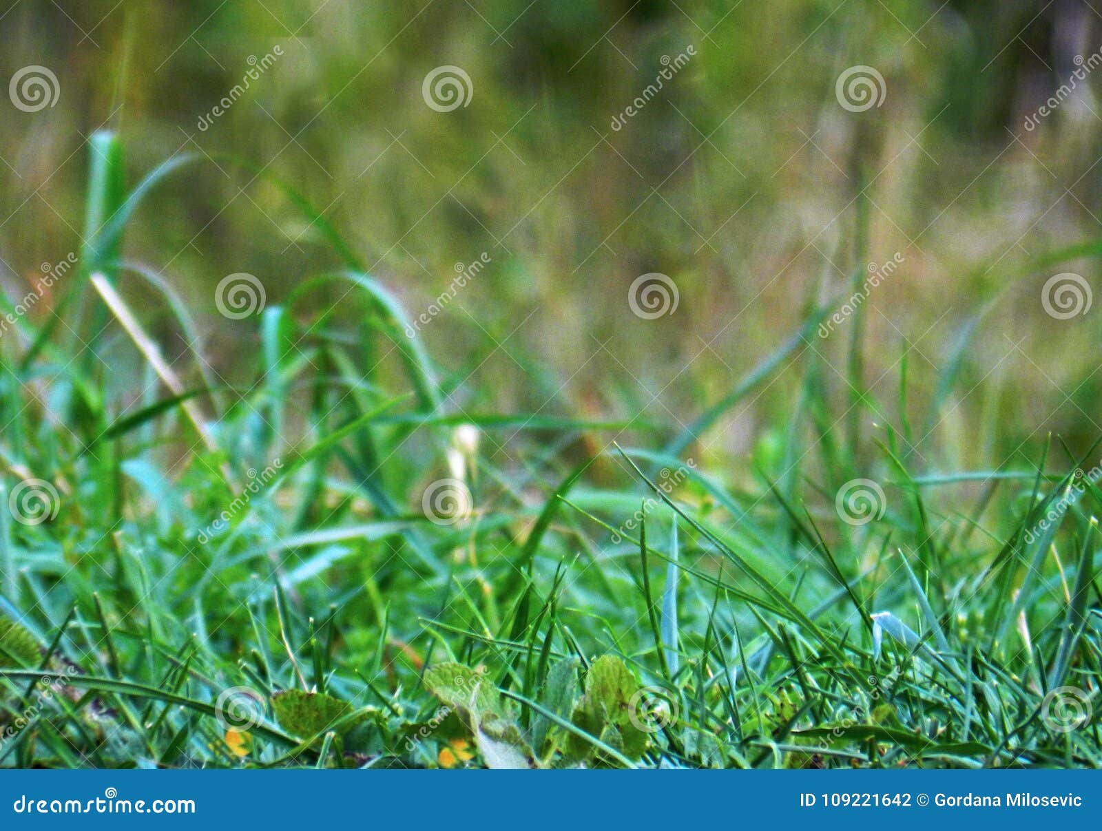 Abstract Background, Green Grass Stock Photo - Image of grass ...