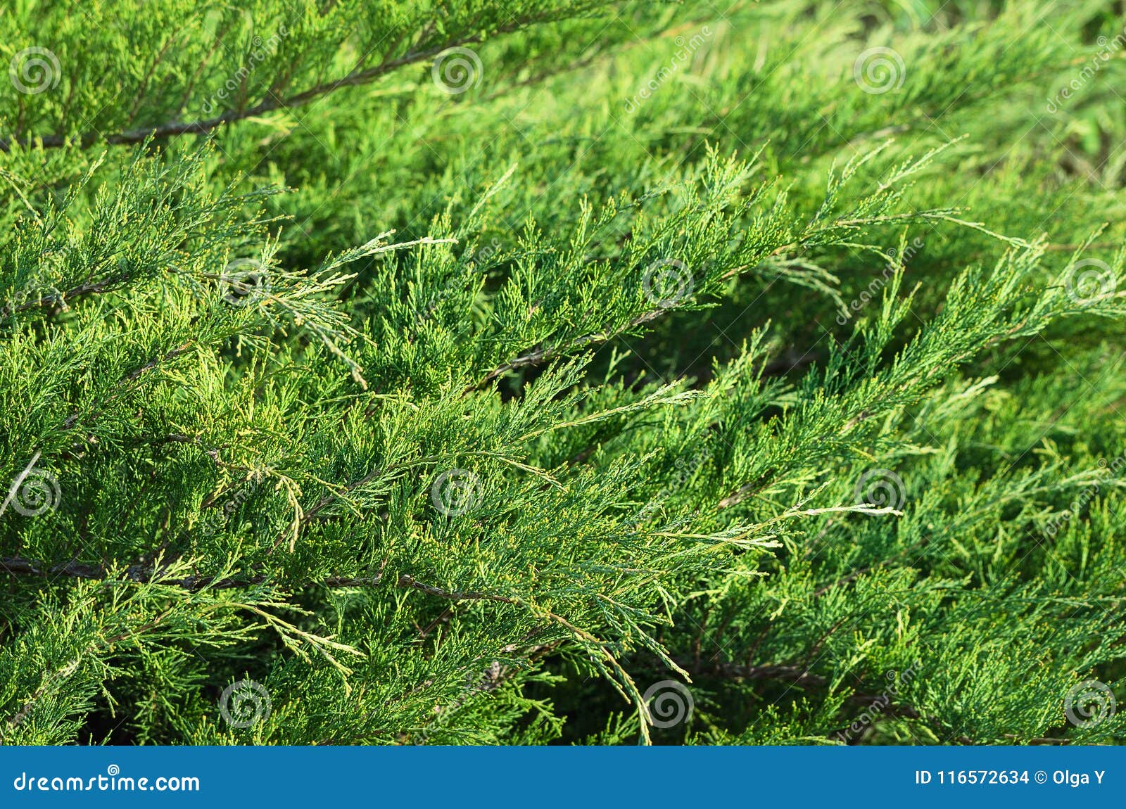 Dense Green Leafage of Savin Juniper Shrub Stock Photo - Image of ...