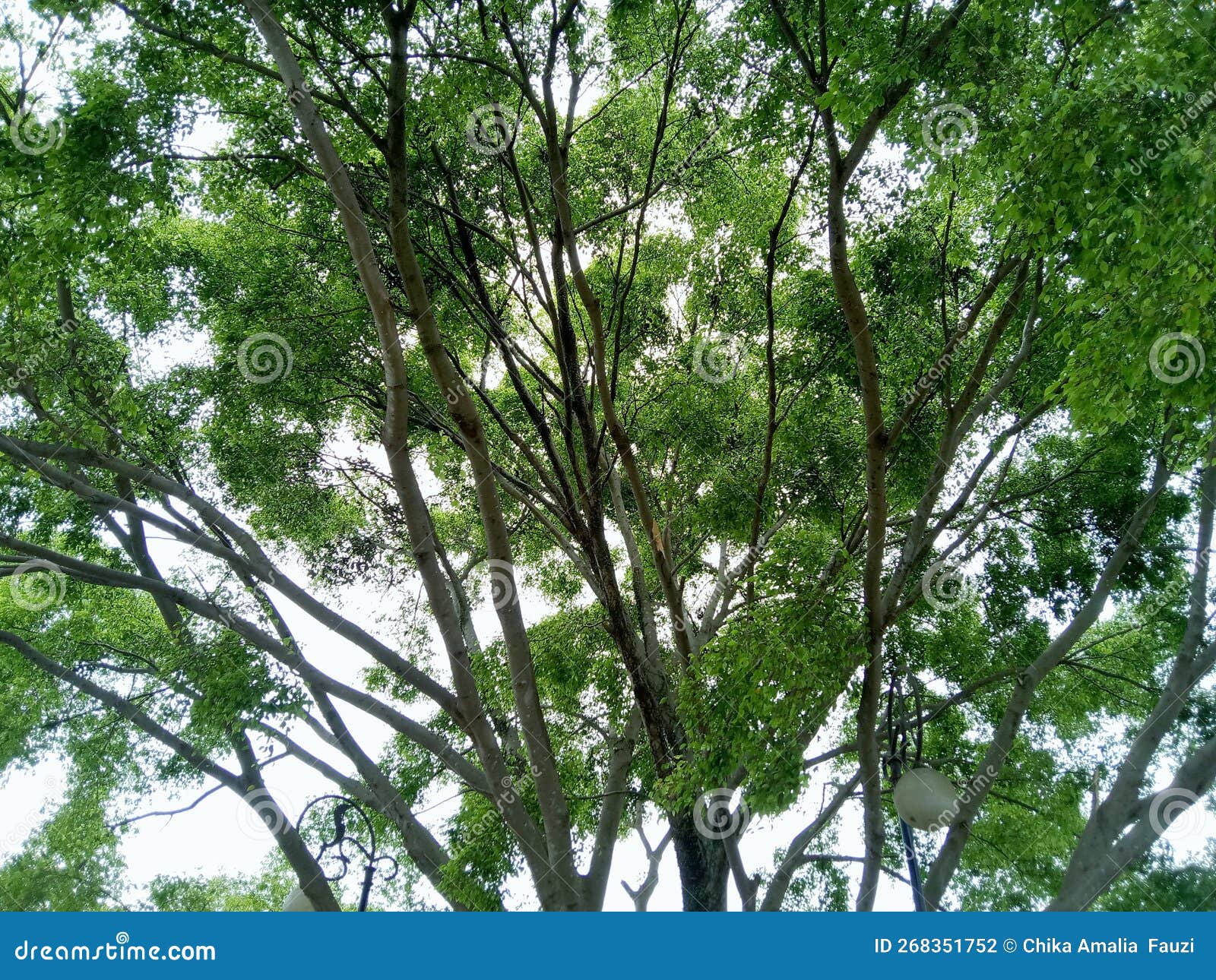 Dense Green Leaves of Shady Trees Stock Photo - Image of dense, trees ...
