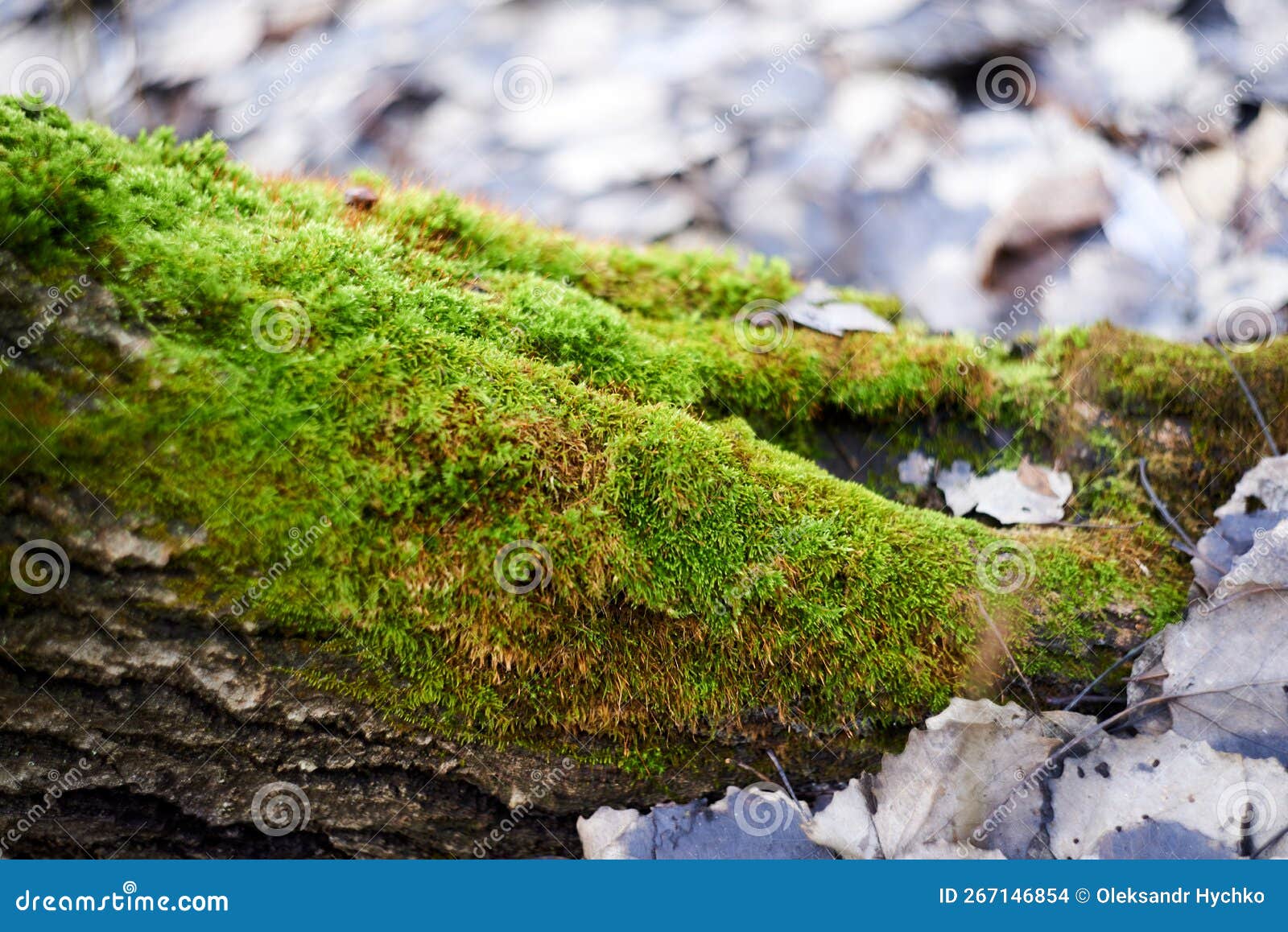 Dense Green Moss at the Foot of the Aspen Stock Photo - Image of ...