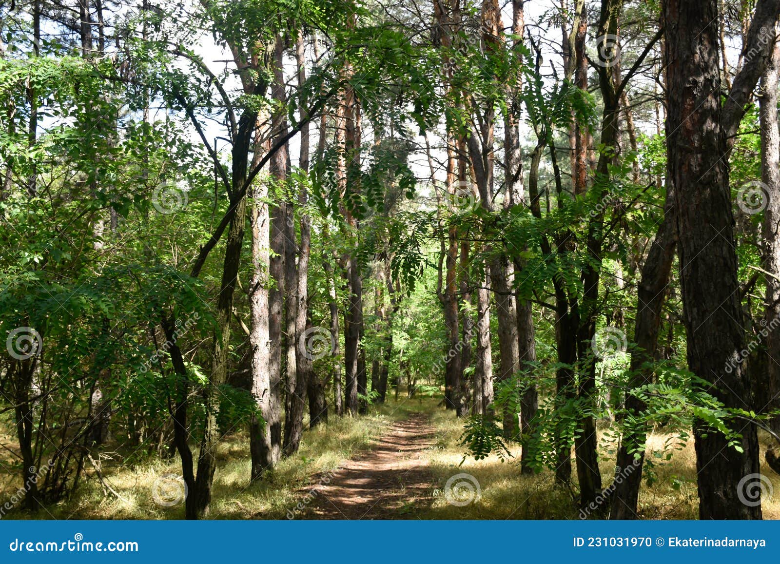 Dense Green Thickets in the Distance of the Forest Path. Stock Photo ...