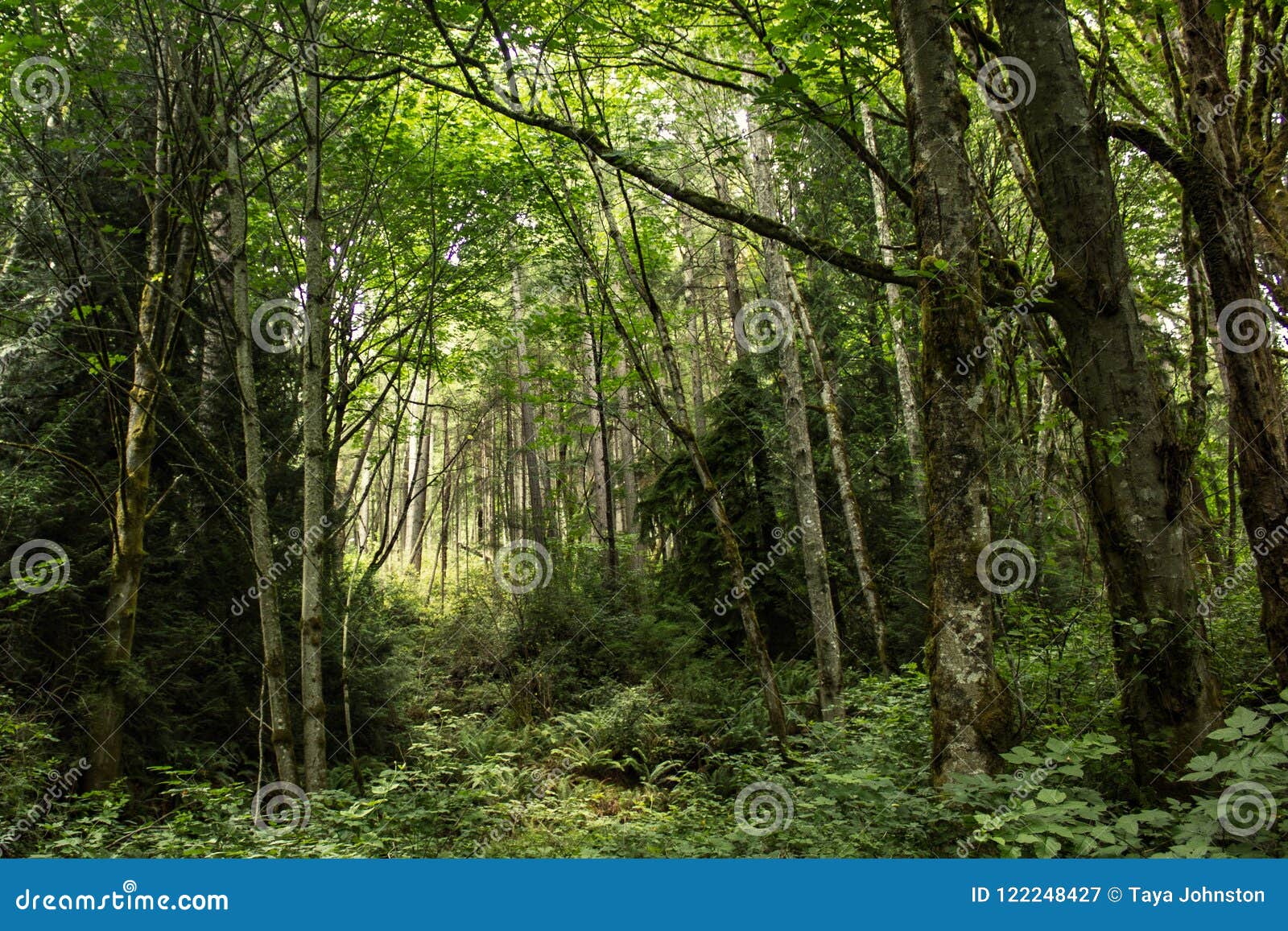 Distant Light Through A Clearing In A Forest Stock Image - Image of ...