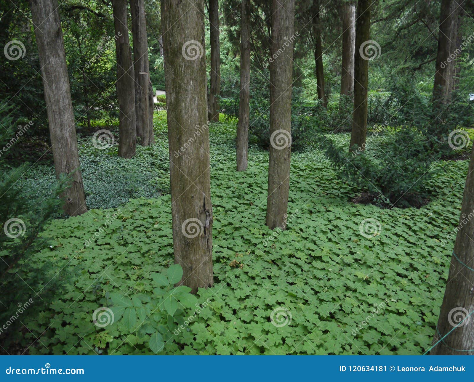 Dense Greenery Around the Bare Trunks of Coniferous Trees Stock Image ...