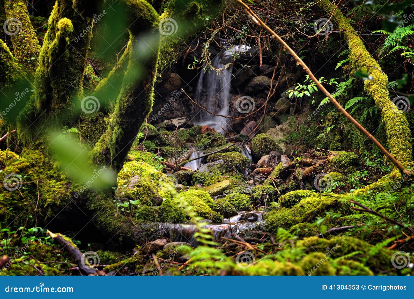 Dense Greenery stock image. Image of light, branch, greenery - 41304553