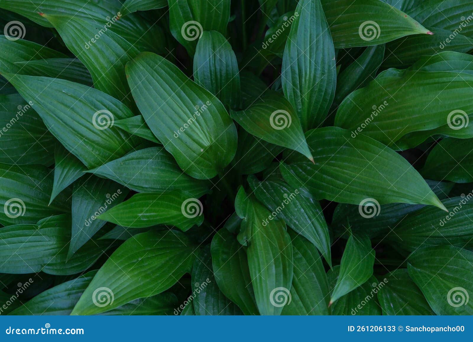 Dense grove of leaves. stock image. Image of elasticity - 261206133