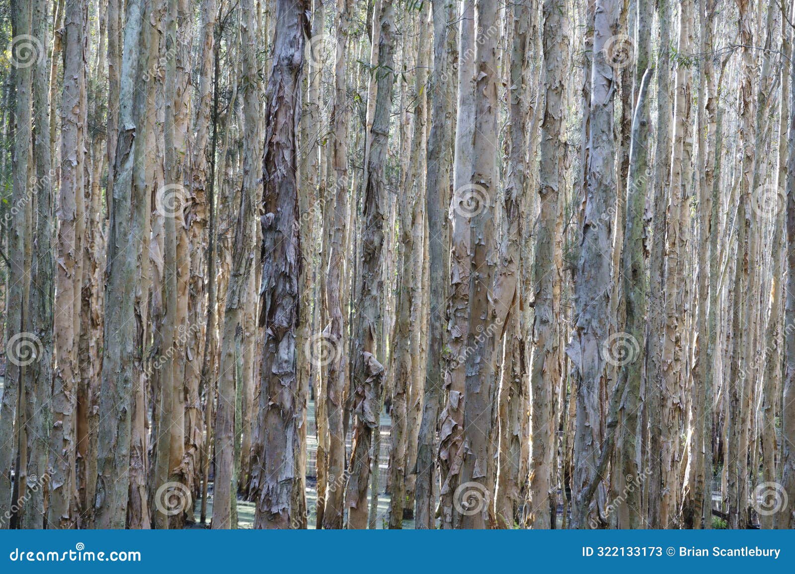 Dense Growing Paperbark Eucalyptus Tree Forest Closeup Stock Image ...