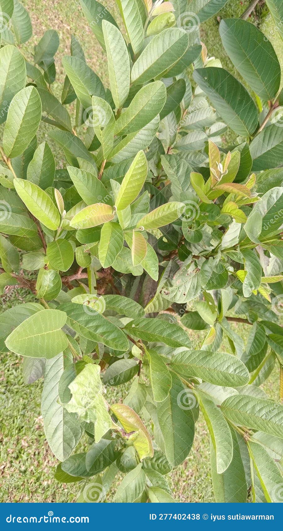 Dense Guava Tree Psidium Guajava Stock Photo - Image of garden, organic ...