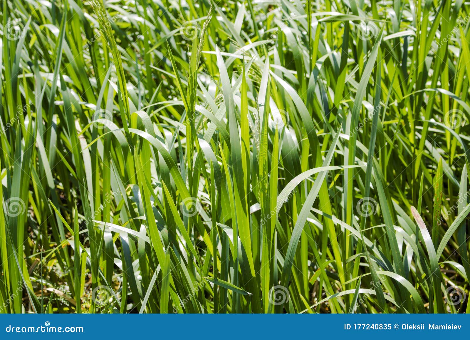 Dense high grass field stock image. Image of grow, clean - 177240835