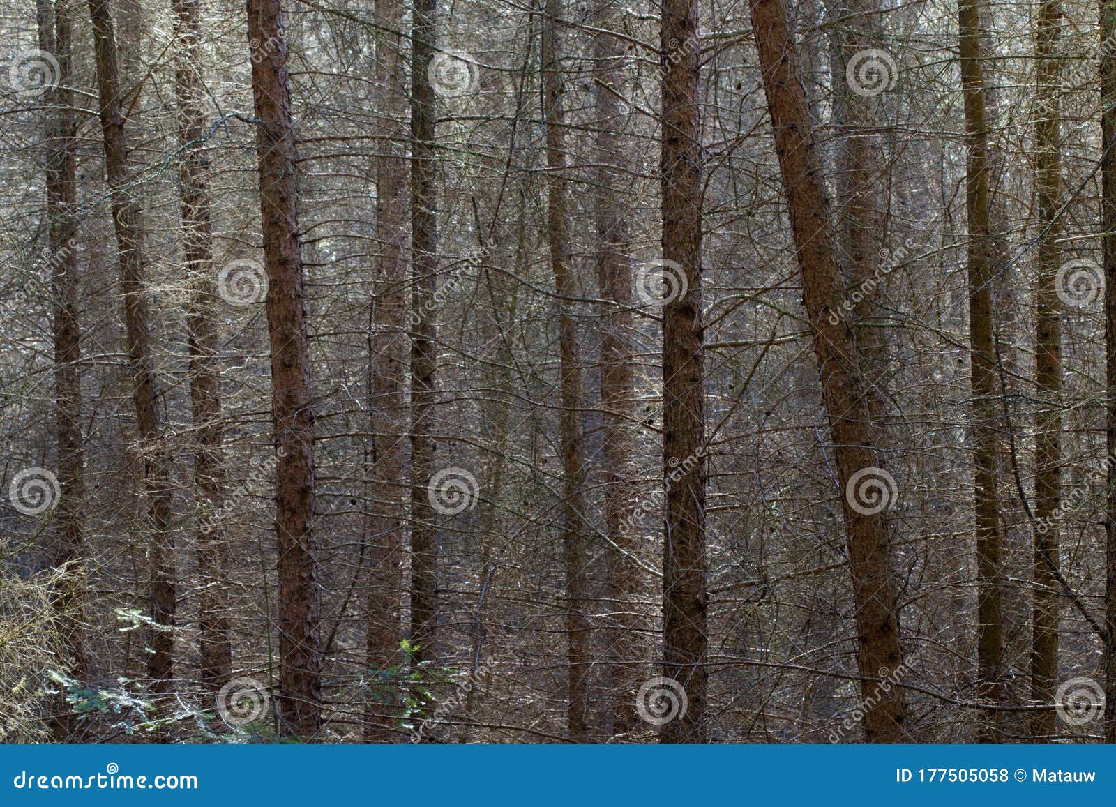 Thickets stock photo. Image of wood, stems, natural - 177505058
