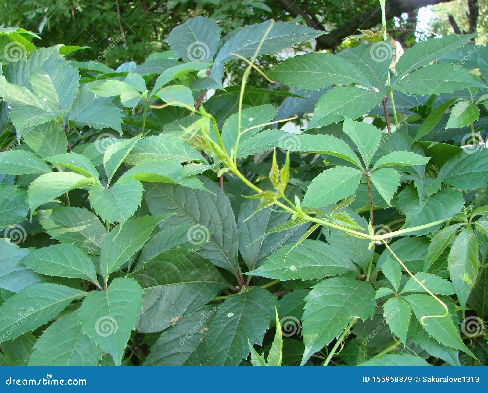 Dense Ivy on Wall Fresh Green Leaves Texture Background Stock Image ...