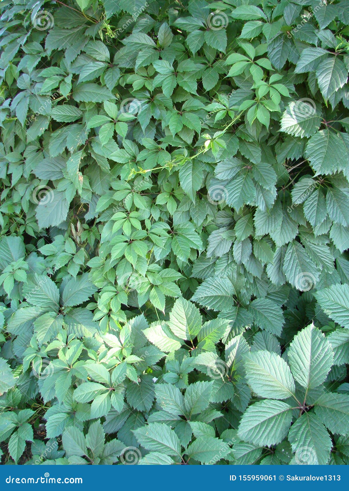 Dense Ivy on Wall Fresh Green Leaves Texture Background Stock Image ...