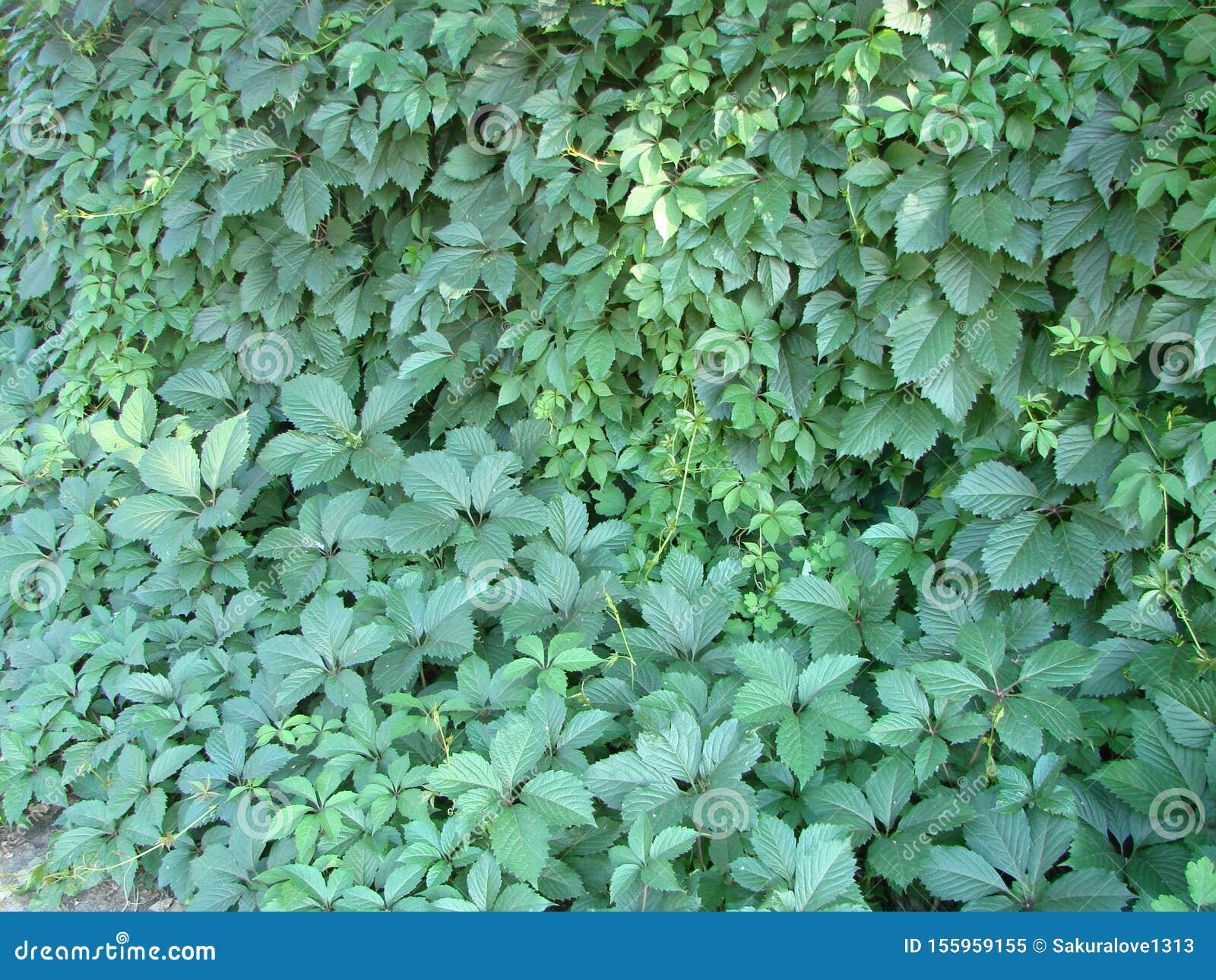 Dense Ivy on Wall Fresh Green Leaves Texture Background Stock Image ...