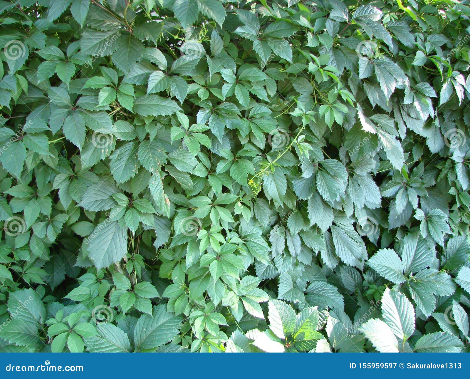 Dense Ivy on Wall Fresh Green Leaves Texture Background Stock Image ...