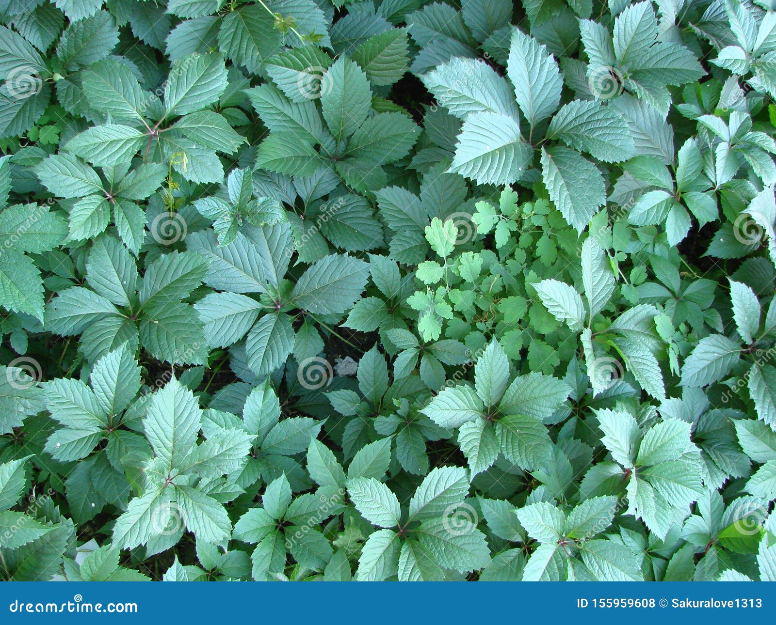 Dense Ivy on Wall Fresh Green Leaves Texture Background Stock Photo ...