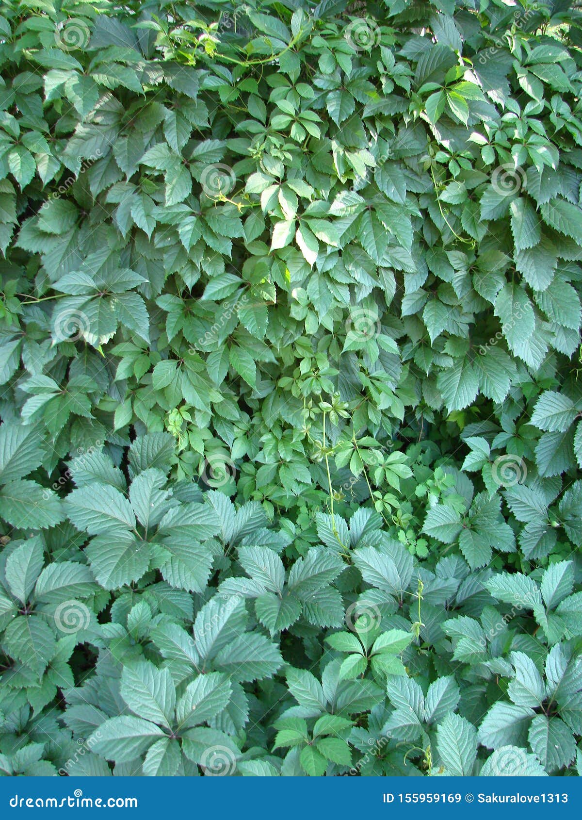 Dense Ivy on Wall Fresh Green Leaves Texture Background Stock Image ...