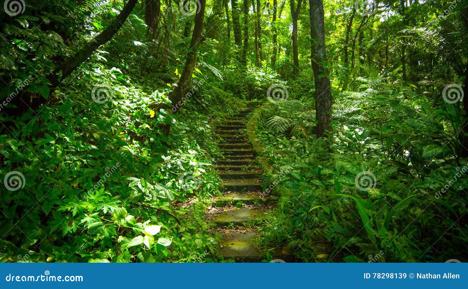 Dense Jungle Steps stock image. Image of forest, green - 78298139