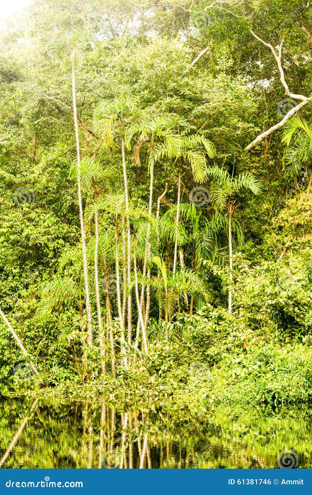 Dense Jungle Vegetation stock photo. Image of bush, life - 61381746