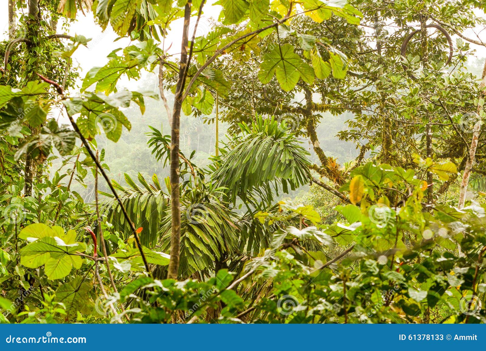 Dense Jungle Vegetation stock image. Image of ecuador - 61378133