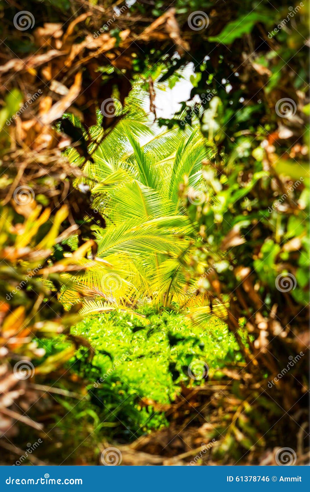 Dense Jungle Vegetation stock photo. Image of theme, frame - 61378746