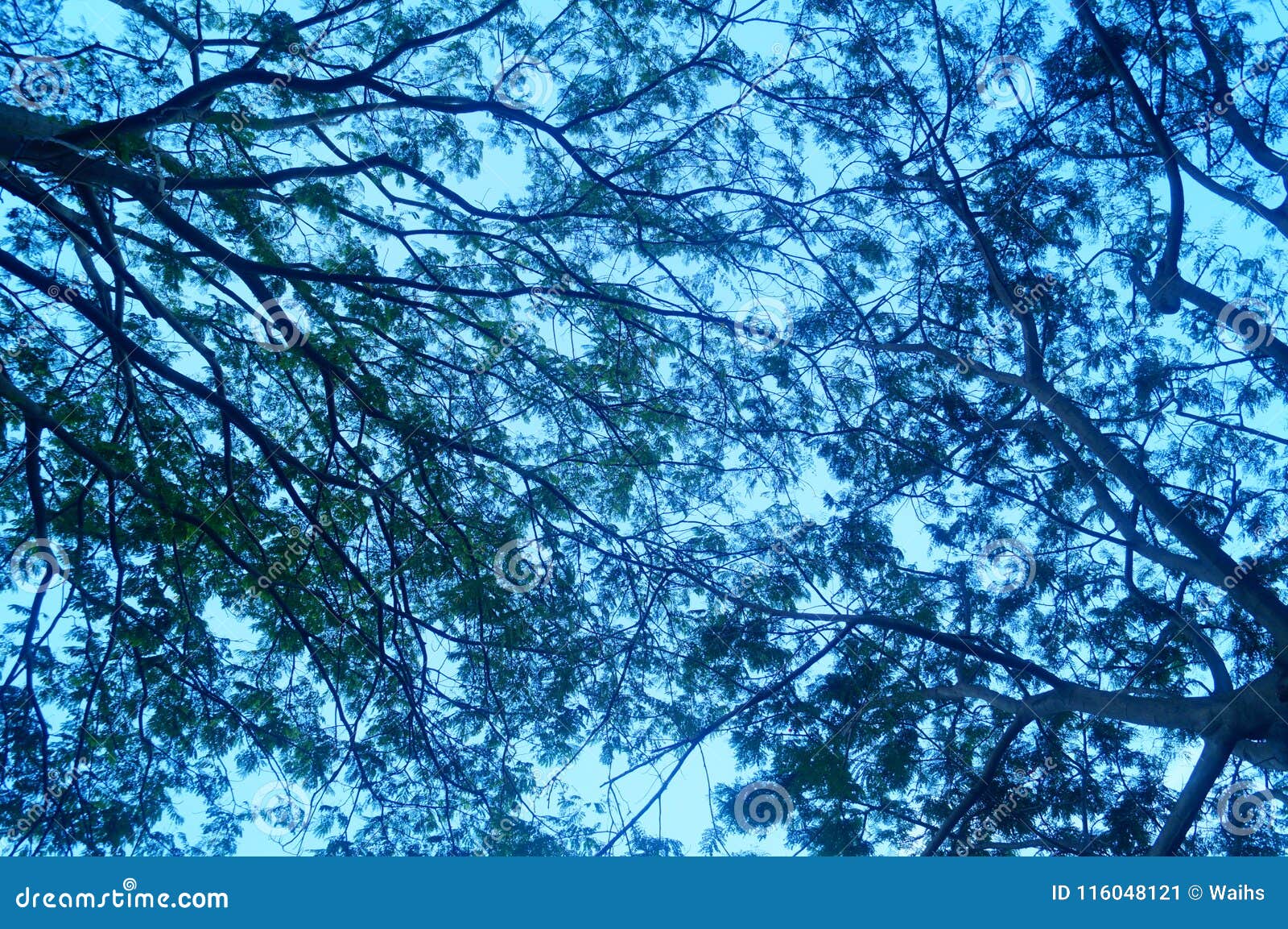 The Landscape of the Branches and Leaves of a Dense Tree Stock Image ...