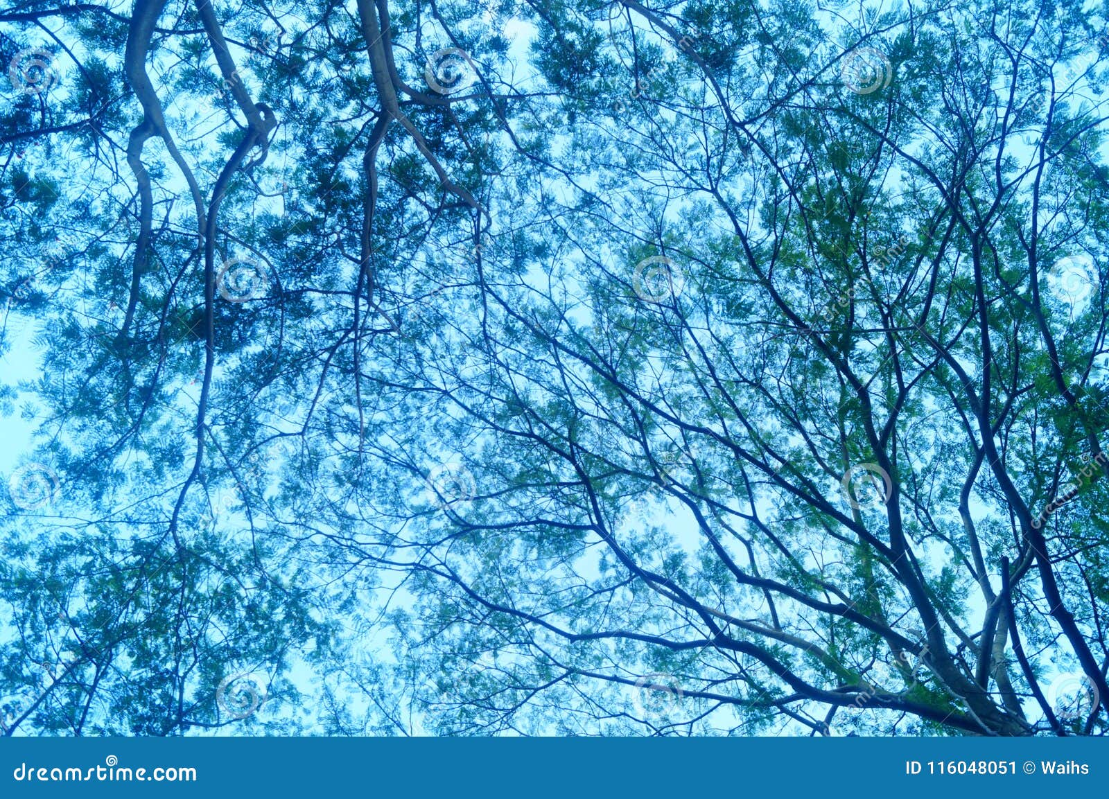 The Landscape of the Branches and Leaves of a Dense Tree Stock Image ...